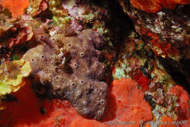 Ircinia variabilis | DORIS