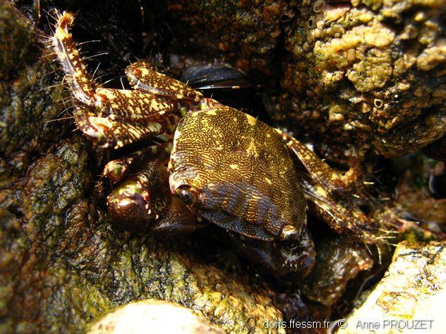 Pachygrapsus marmoratus | DORIS