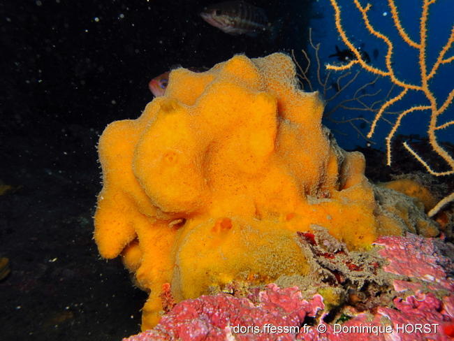 Haliclona (Halichoclona) fulva | DORIS