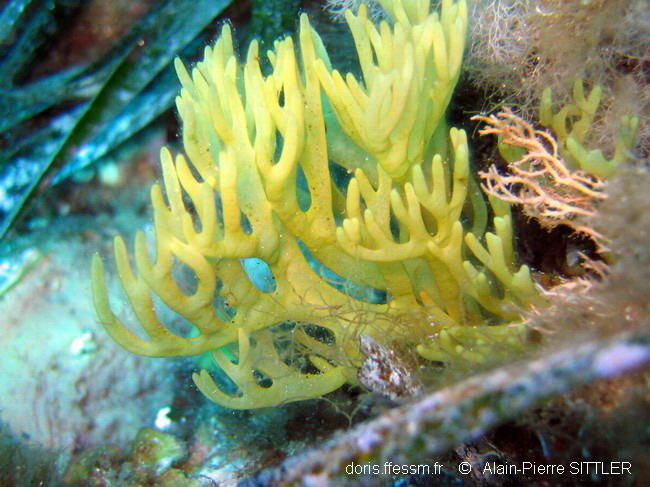 Halymenia elongata | DORIS
