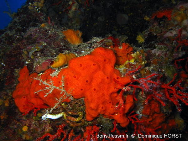 Haliclona (Halichoclona) fulva | DORIS