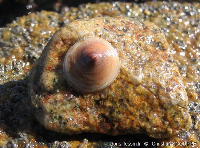 Calyptraea chinensis | DORIS