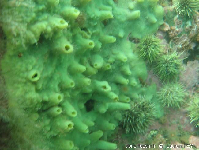 Halichondria (Halichondria) panicea | DORIS