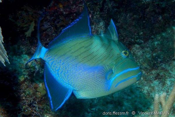 Balistes vetula | DORIS