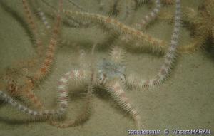 Ophiothrix fragilis | DORIS