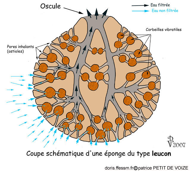 Haliclona (Haliclona) simulans | DORIS