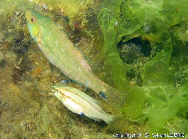 Symphodus cinereus | DORIS