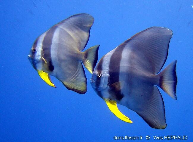 Platax teira | DORIS