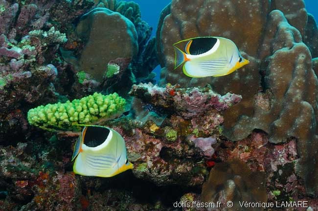 Chaetodon ephippium | DORIS