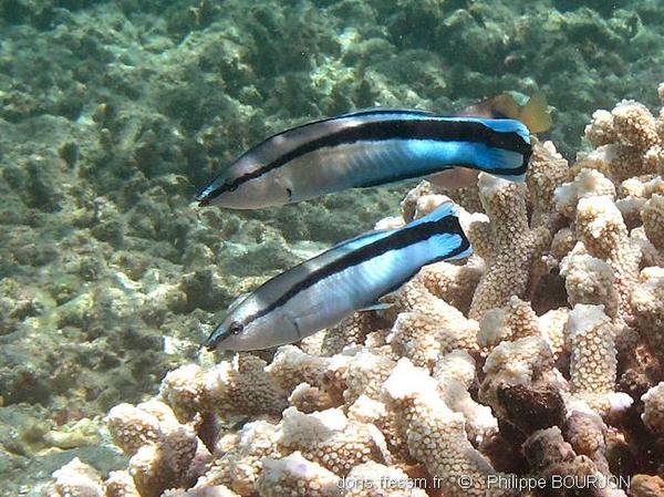 Labroides dimidiatus | DORIS