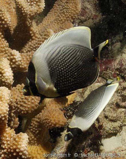 Chaetodon reticulatus | DORIS