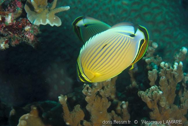 Chaetodon lunulatus | DORIS