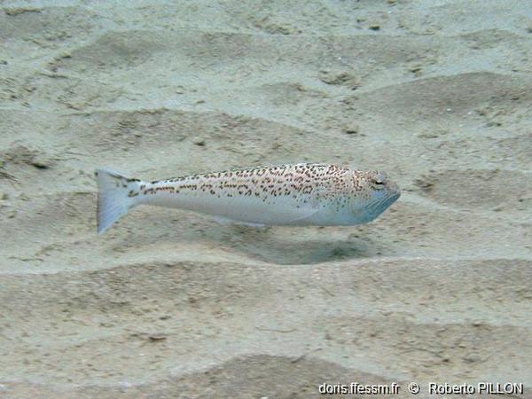 Trachinus radiatus | DORIS