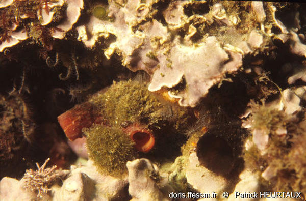 Microcosmus polymorphus | DORIS