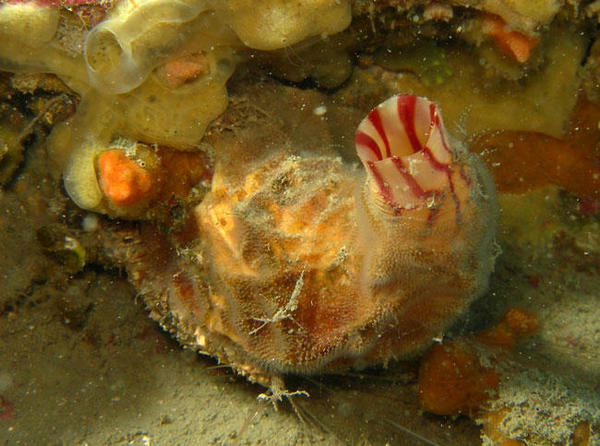 Microcosmus sabatieri | DORIS