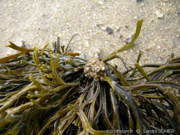 Pelvetia canaliculata | DORIS