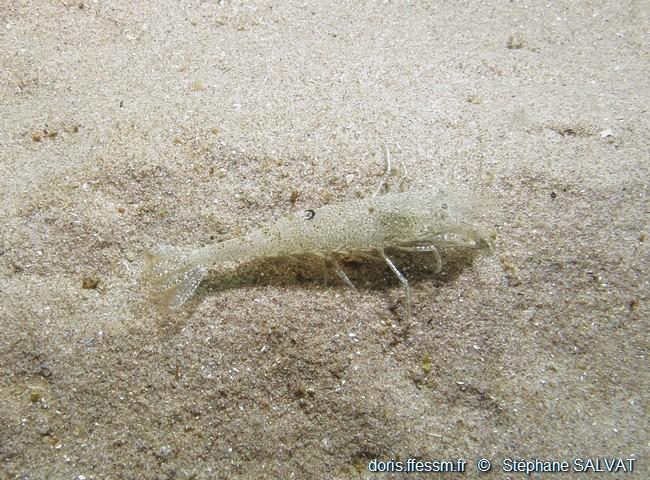 Crangon septemspinosa | DORIS
