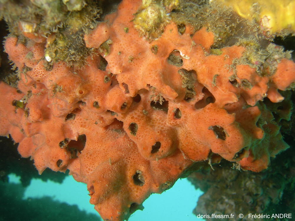 Crella (Yvesia) rosea | DORIS