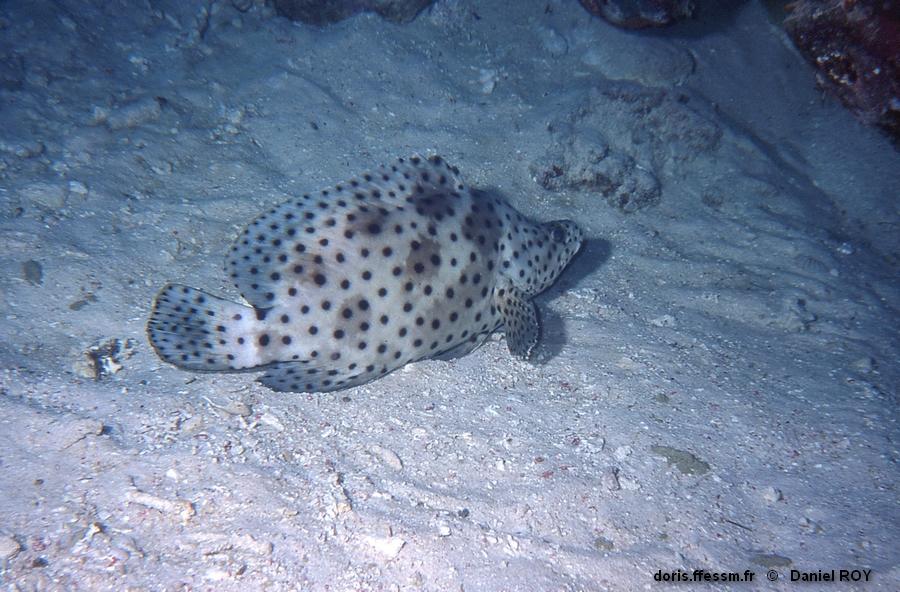 Cromileptes altivelis | DORIS