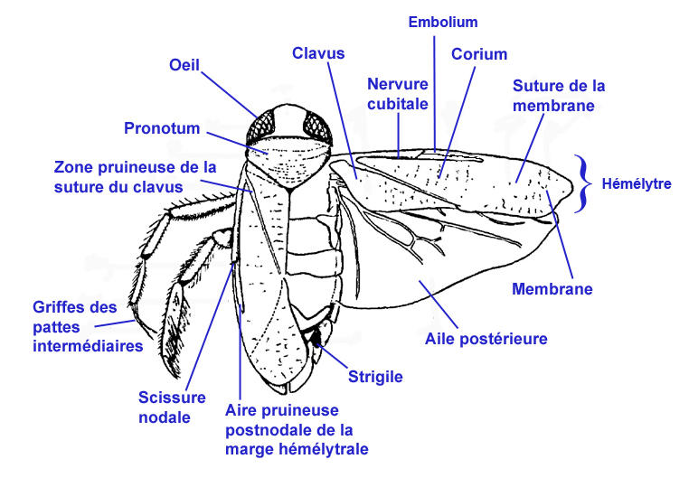 Corixidae (famille) | DORIS