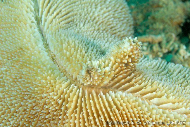 Ctenactis echinata / crassa | DORIS