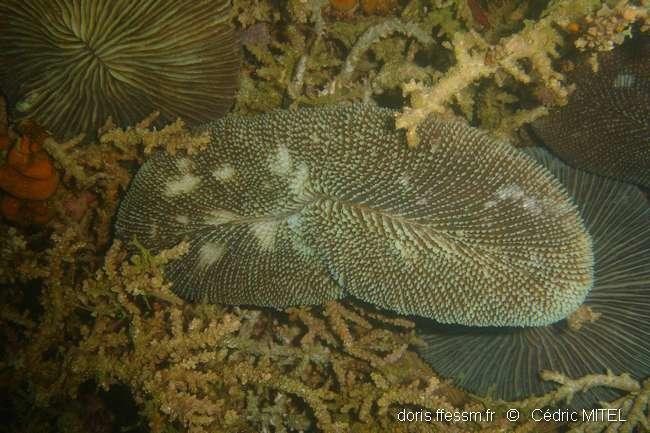 Ctenactis echinata / crassa | DORIS