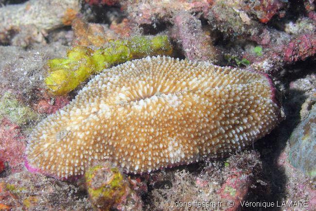 Ctenactis echinata / crassa | DORIS