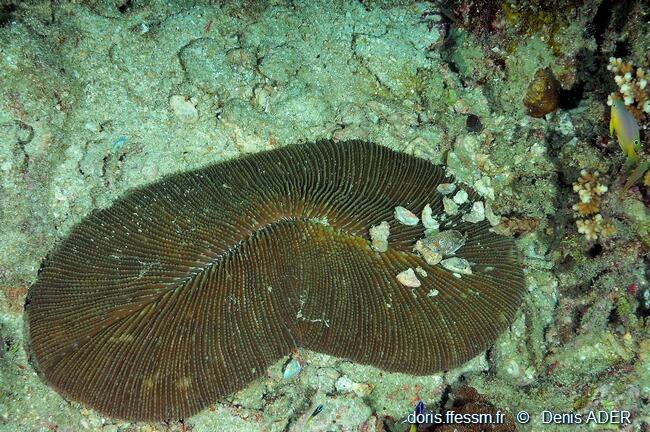 Ctenactis echinata / crassa | DORIS