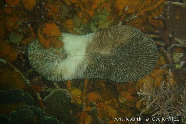 Ctenactis echinata / crassa | DORIS