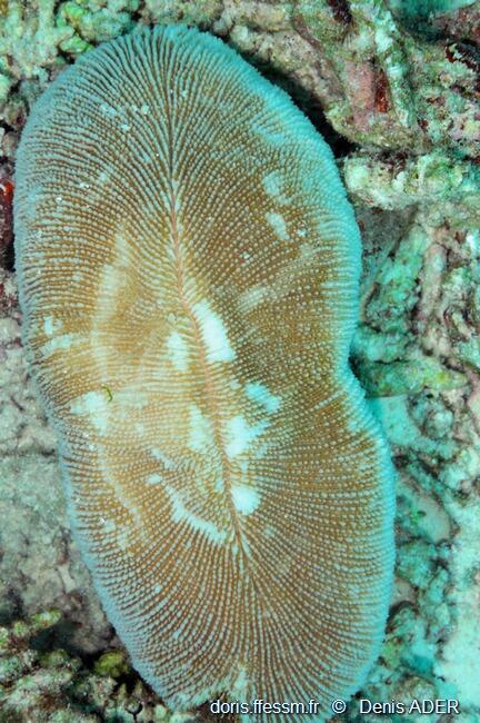 Ctenactis echinata / crassa | DORIS