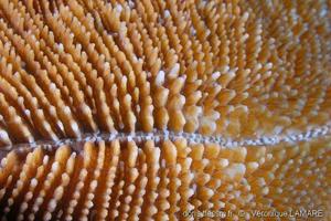 Ctenactis echinata / crassa | DORIS