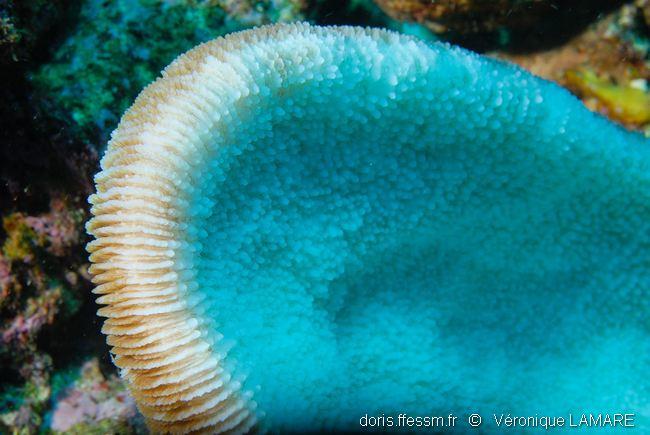 Ctenactis echinata / crassa | DORIS