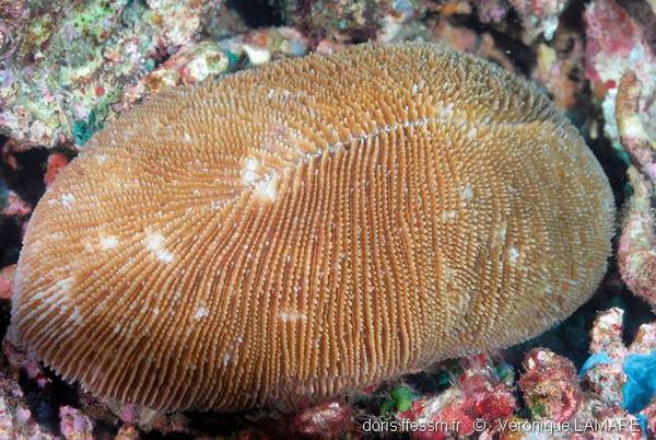 Ctenactis echinata / crassa | DORIS