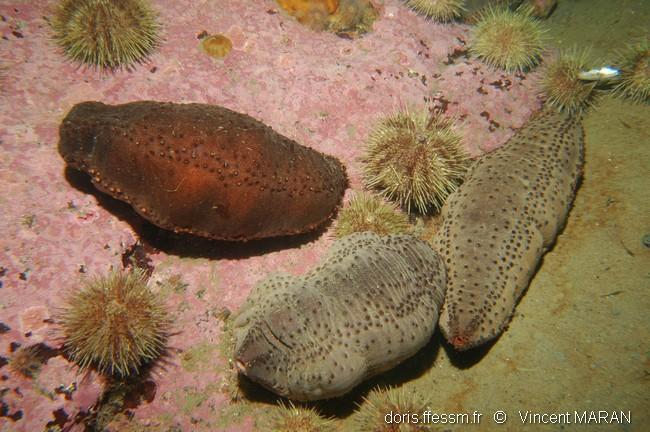 Cucumaria frondosa | DORIS