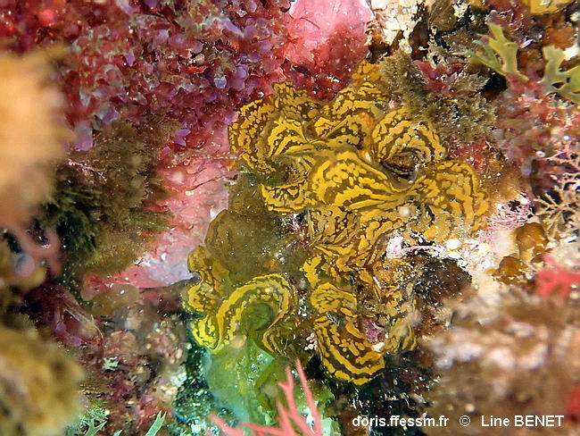 Cutleria adspersa | DORIS