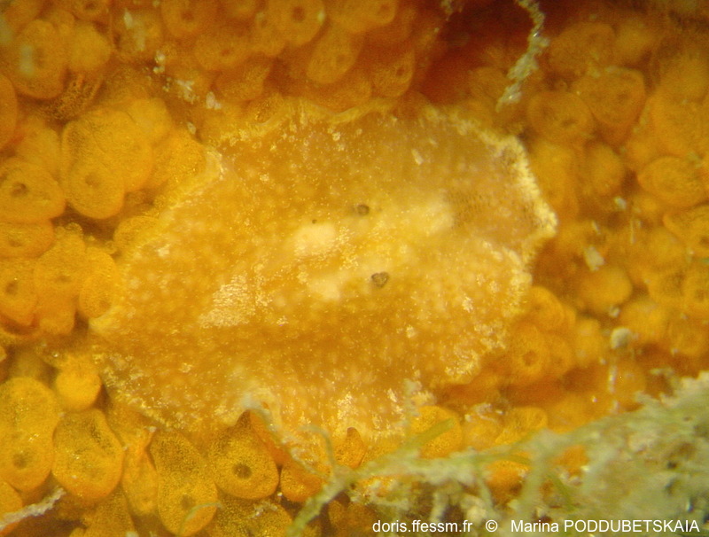 Cycloporus papillosus | DORIS