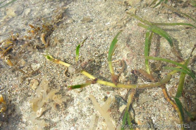 Cymodocea rotundata | DORIS