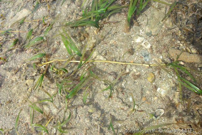 Cymodocea rotundata | DORIS