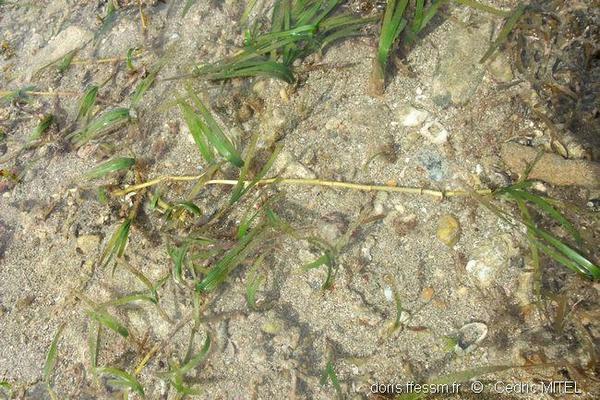 Cymodocea rotundata | DORIS