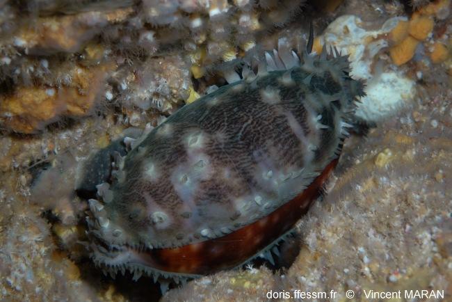 Macrocypraea zebra | DORIS