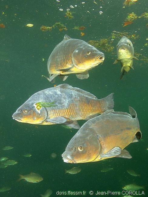 Cyprinus carpio | DORIS