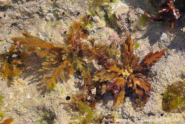 Cystoseira compressa | DORIS