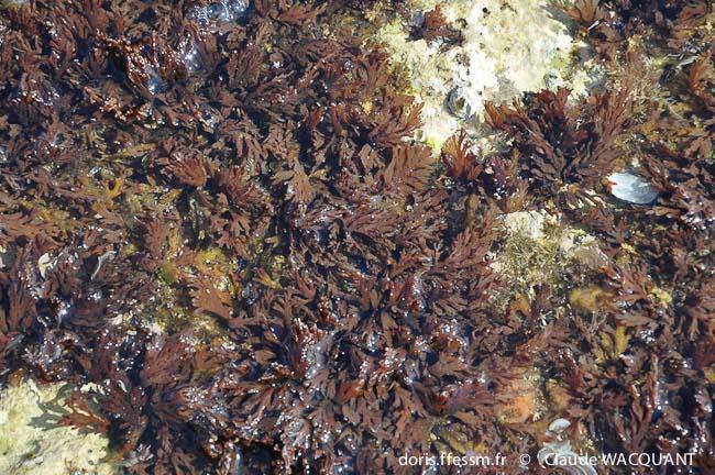 Cystoseira compressa | DORIS