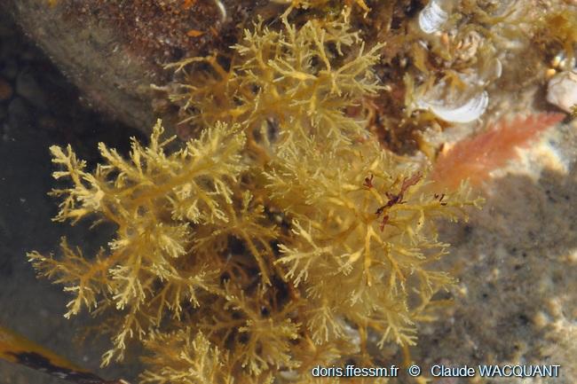 Cystoseira compressa | DORIS