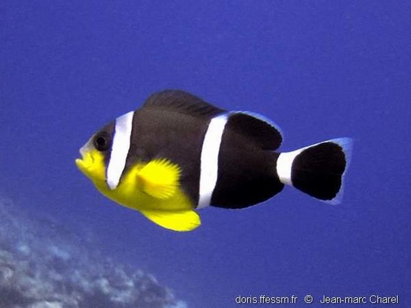 Amphiprion chrysogaster | DORIS