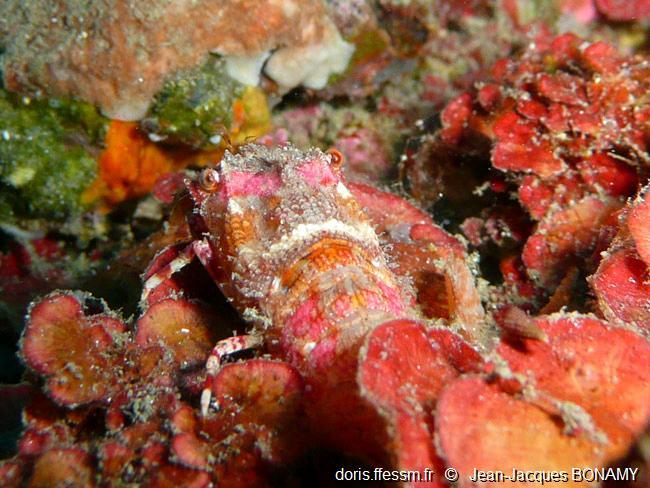 Scyllarus pygmaeus | DORIS