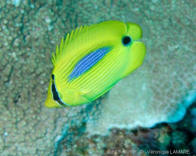 Chaetodon plebeius | DORIS