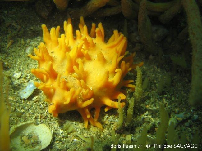 Polymastia boletiformis | DORIS