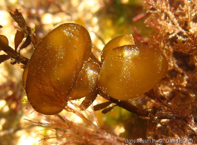 Colpomenia peregrina | DORIS