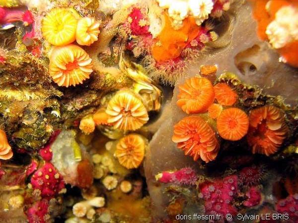 Caryophyllia inornata | DORIS